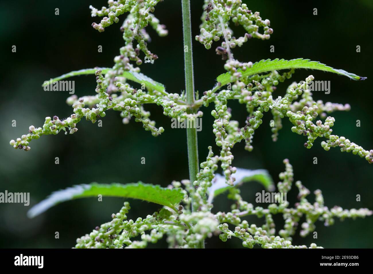 Brennnessel, männliche Pflanze, Männchen, männliche Blüten ...