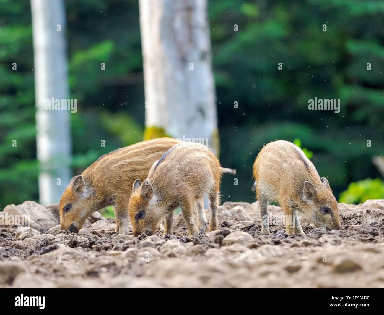 Jungschwein, Ferkel. Wildschwein (Sus scrofa) im Wald. Nationalpark ...