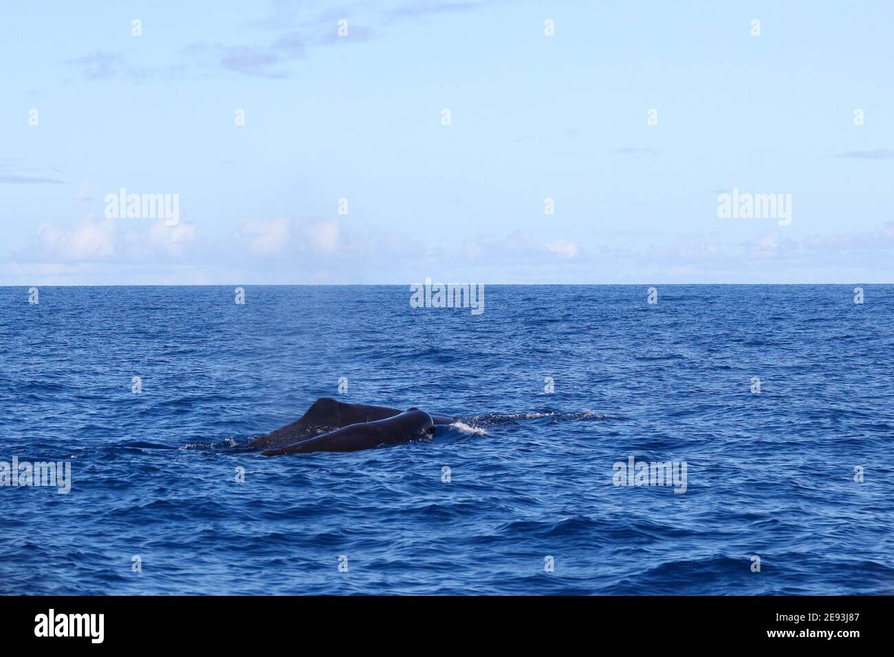 Pottwale schwimmen im meer -Fotos und -Bildmaterial in hoher Auflösung ...