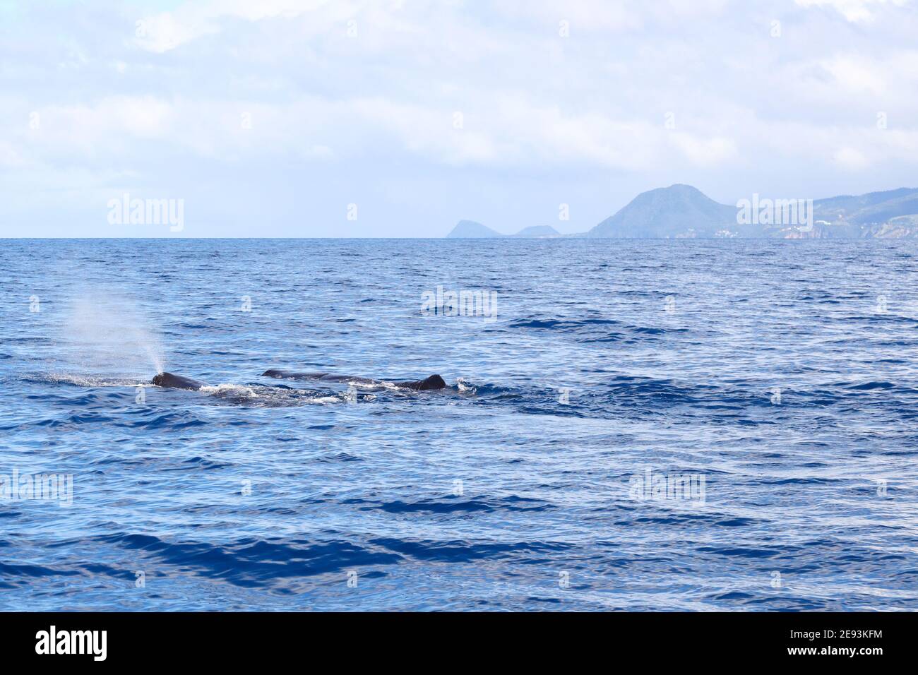 Mutter und Baby Wal Stockfotos und -bilder Kaufen - Alamy
