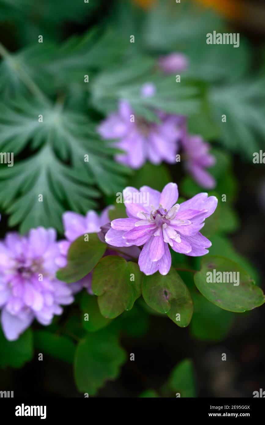 Anemonella thalictroides oscar schoaf -Fotos und -Bildmaterial in hoher Auflösung – Alamy