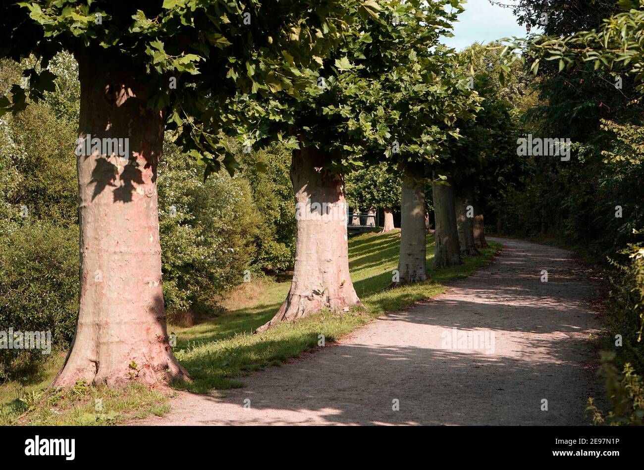 Beschnittene platanen -Fotos und -Bildmaterial in hoher Auflösung – Alamy