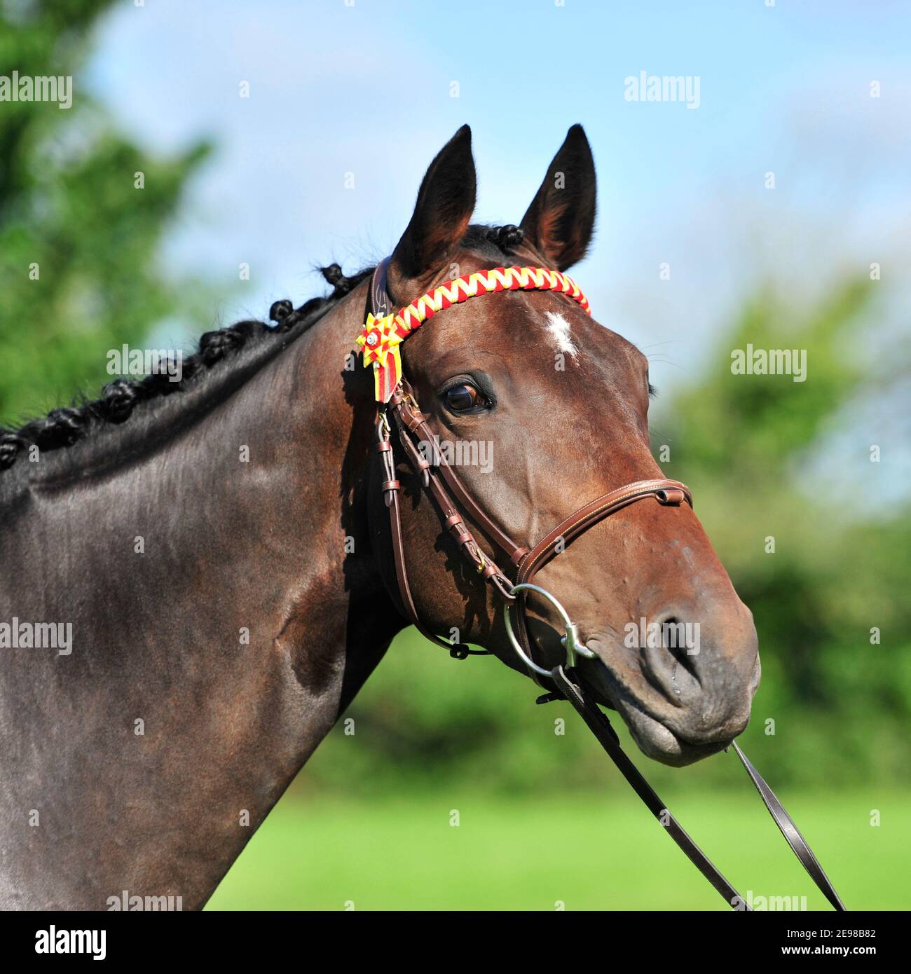 Horse standing front view -Fotos und -Bildmaterial in hoher Auflösung ...