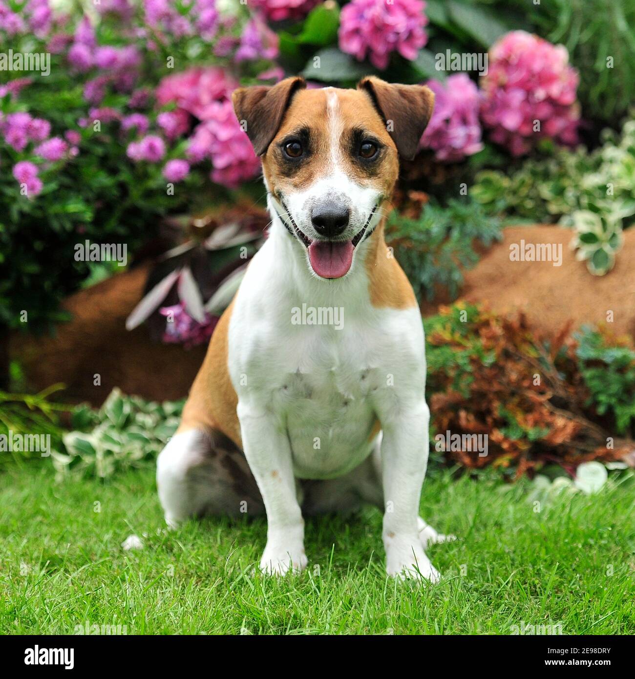 Lustiges gesicht des hundes Stockfotos und -bilder Kaufen - Alamy