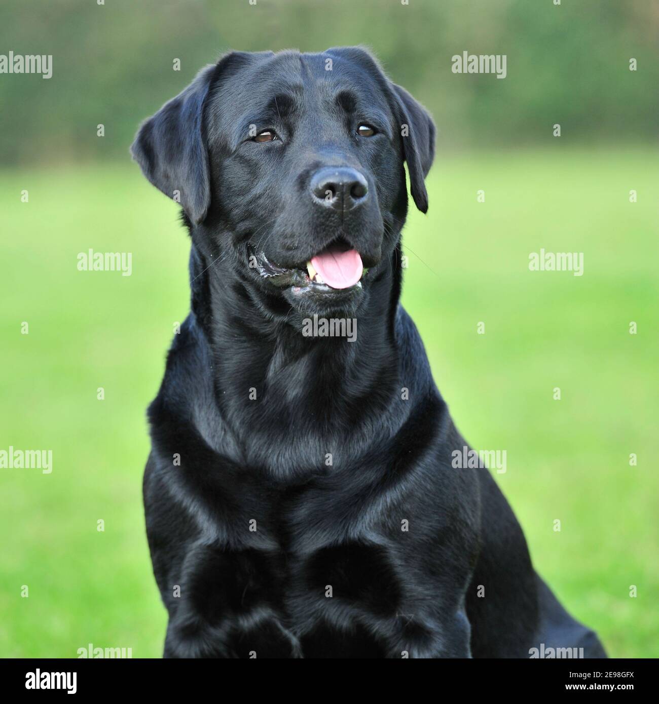 Schwarzer labrador retriever -Fotos und -Bildmaterial in hoher ...