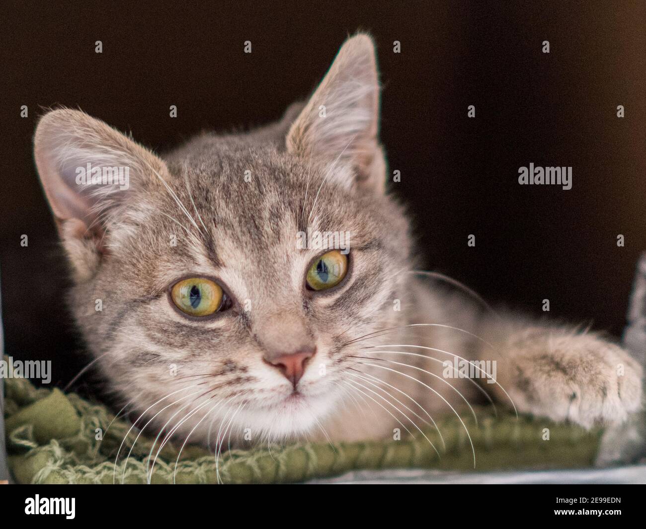 Wild kitty -Fotos und -Bildmaterial in hoher Auflösung – Alamy