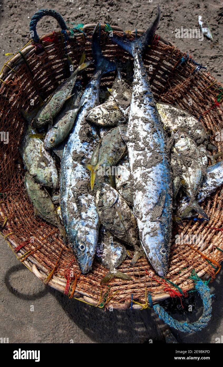 Types of fish -Fotos und -Bildmaterial in hoher Auflösung – Alamy