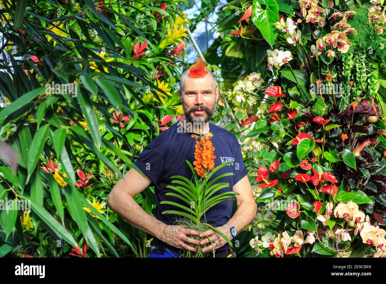 Kew Gardens Orchid Festival, Kew Freiwilliger Henck Röling mit schönen ...