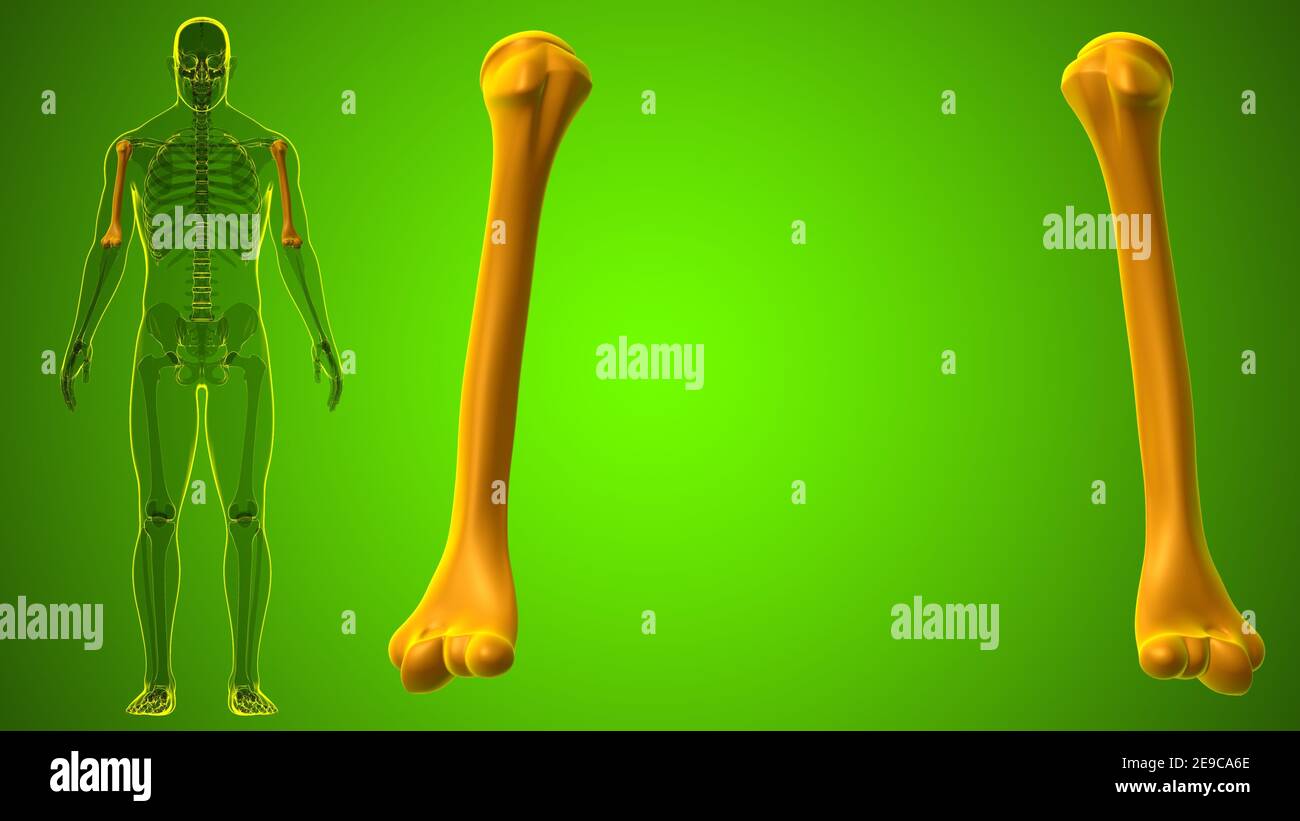 Menschliche Skelett Anatomie Humerus Knochen 3D Rendering für ...