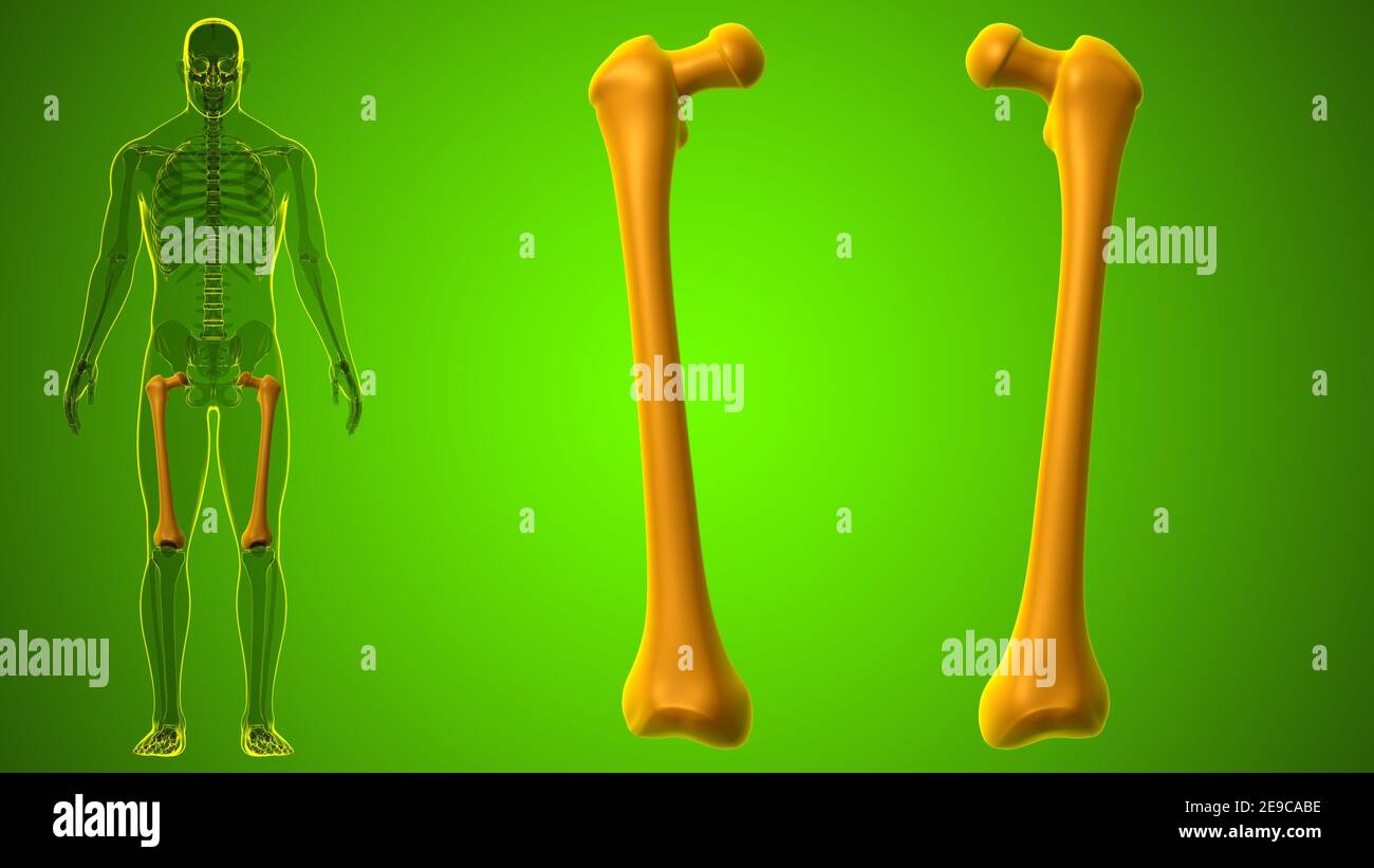 Menschliche Skelett Anatomie Femur Knochen 3D Rendering für ...