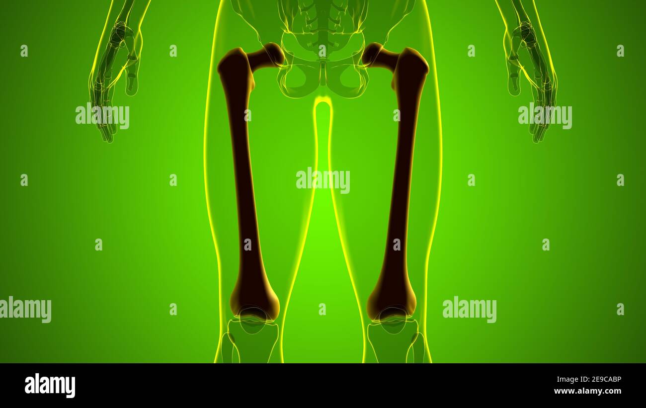 Menschliche Skelett Anatomie Femur Knochen 3D Rendering für ...