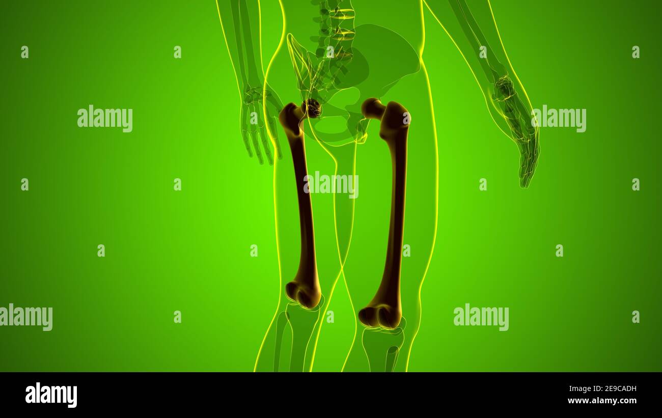 Menschliche Skelett Anatomie Femur Knochen 3D Rendering für ...