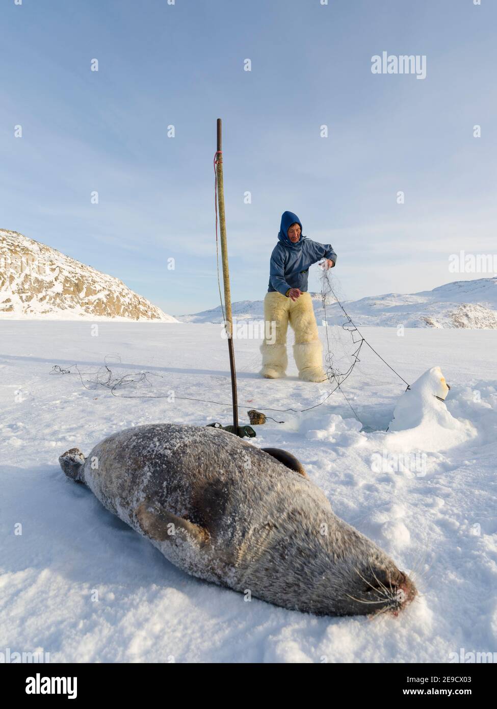 Grönland robbenjagd -Fotos und -Bildmaterial in hoher Auflösung – Alamy