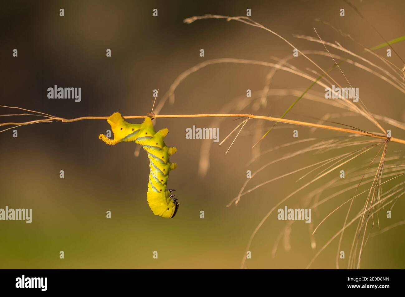 Sphingid raupe -Fotos und -Bildmaterial in hoher Auflösung – Alamy
