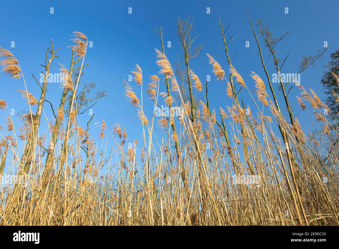 Schilfphragmiten australis im wind -Fotos und -Bildmaterial in hoher ...
