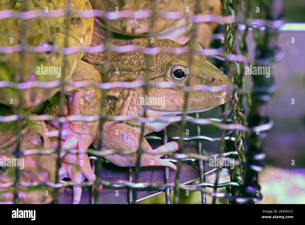 Kopf abgehackt -Fotos und -Bildmaterial in hoher Auflösung – Alamy