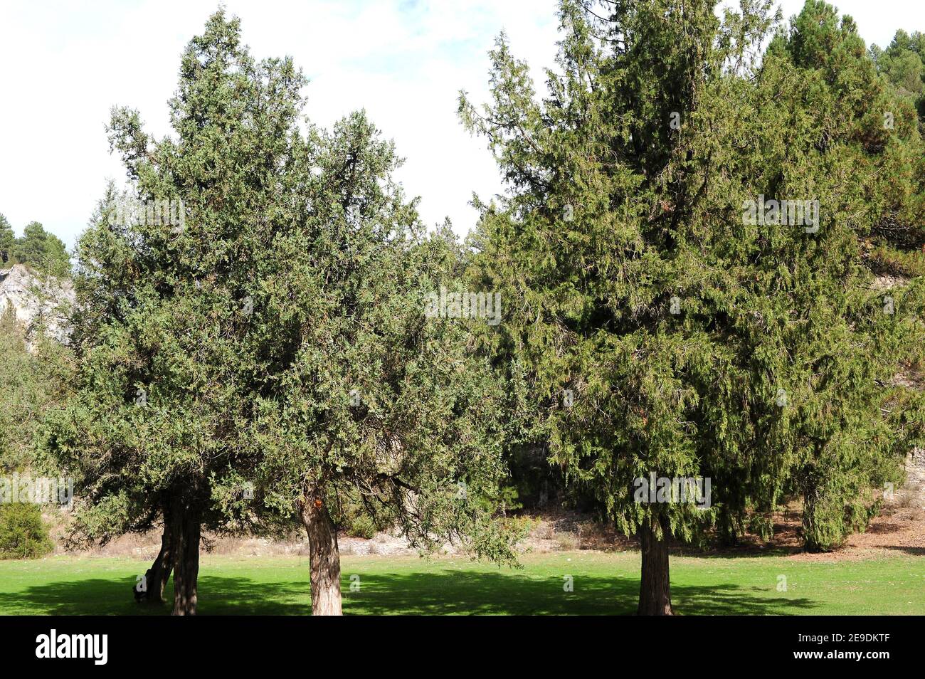 Alpen wacholder -Fotos und -Bildmaterial in hoher Auflösung – Alamy
