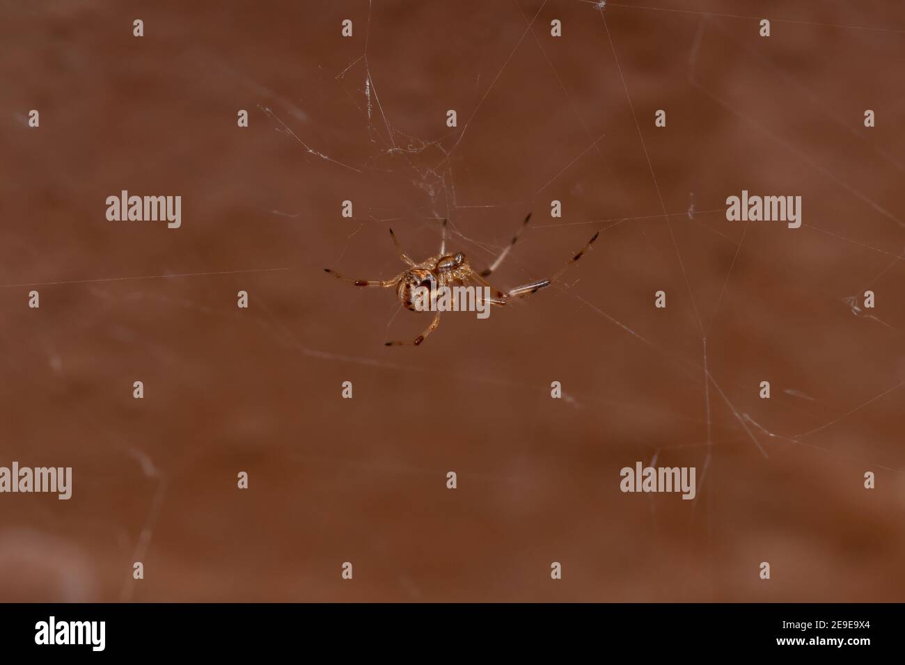 Kleine braune Witwe der Art Latrodectus geometricus Stockfotografie - Alamy