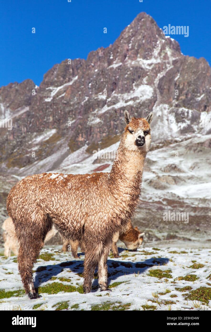 Tiere Der Anden Stockfotos und -bilder Kaufen - Alamy