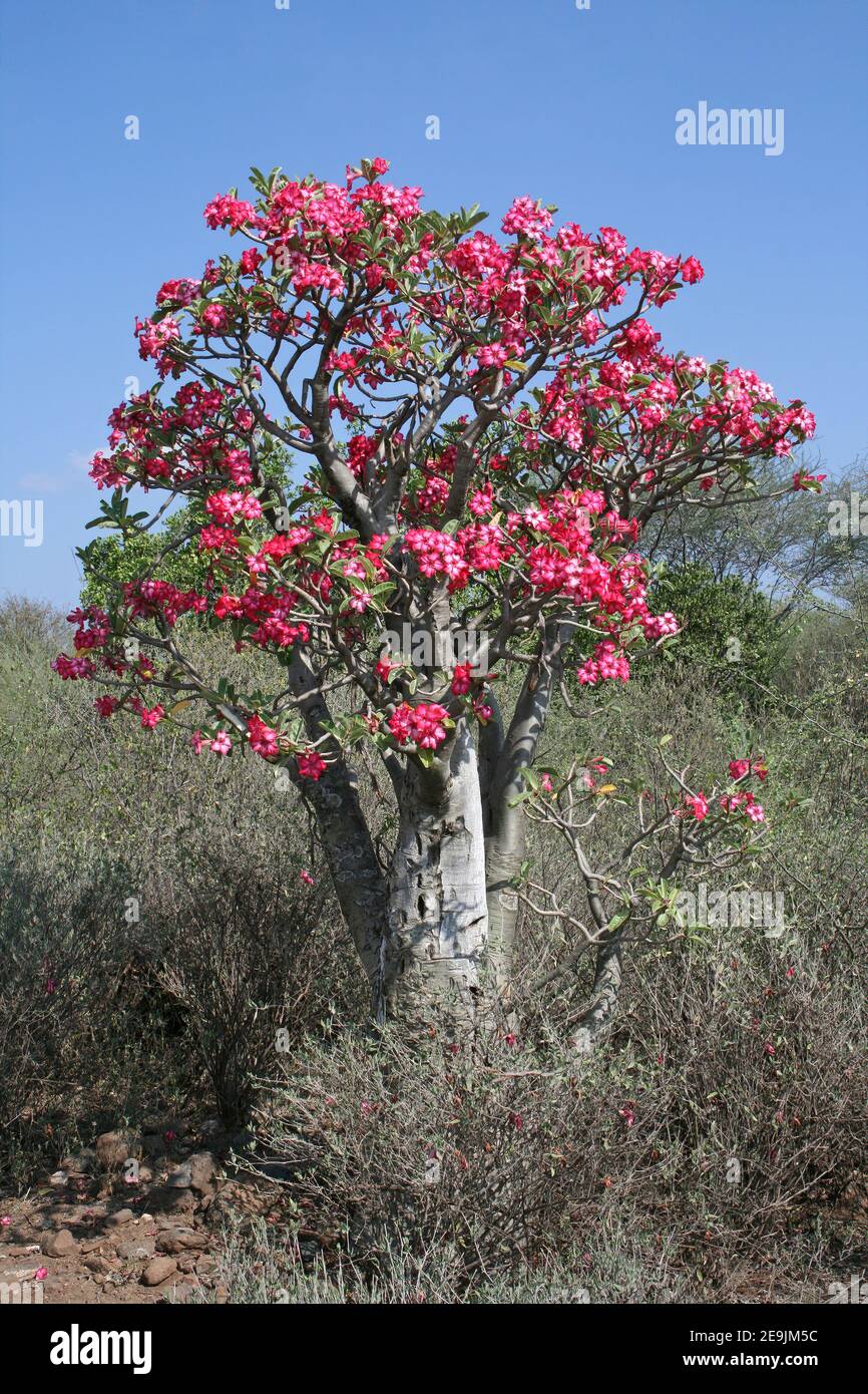 Adenium coetaneum -Fotos und -Bildmaterial in hoher Auflösung – Alamy