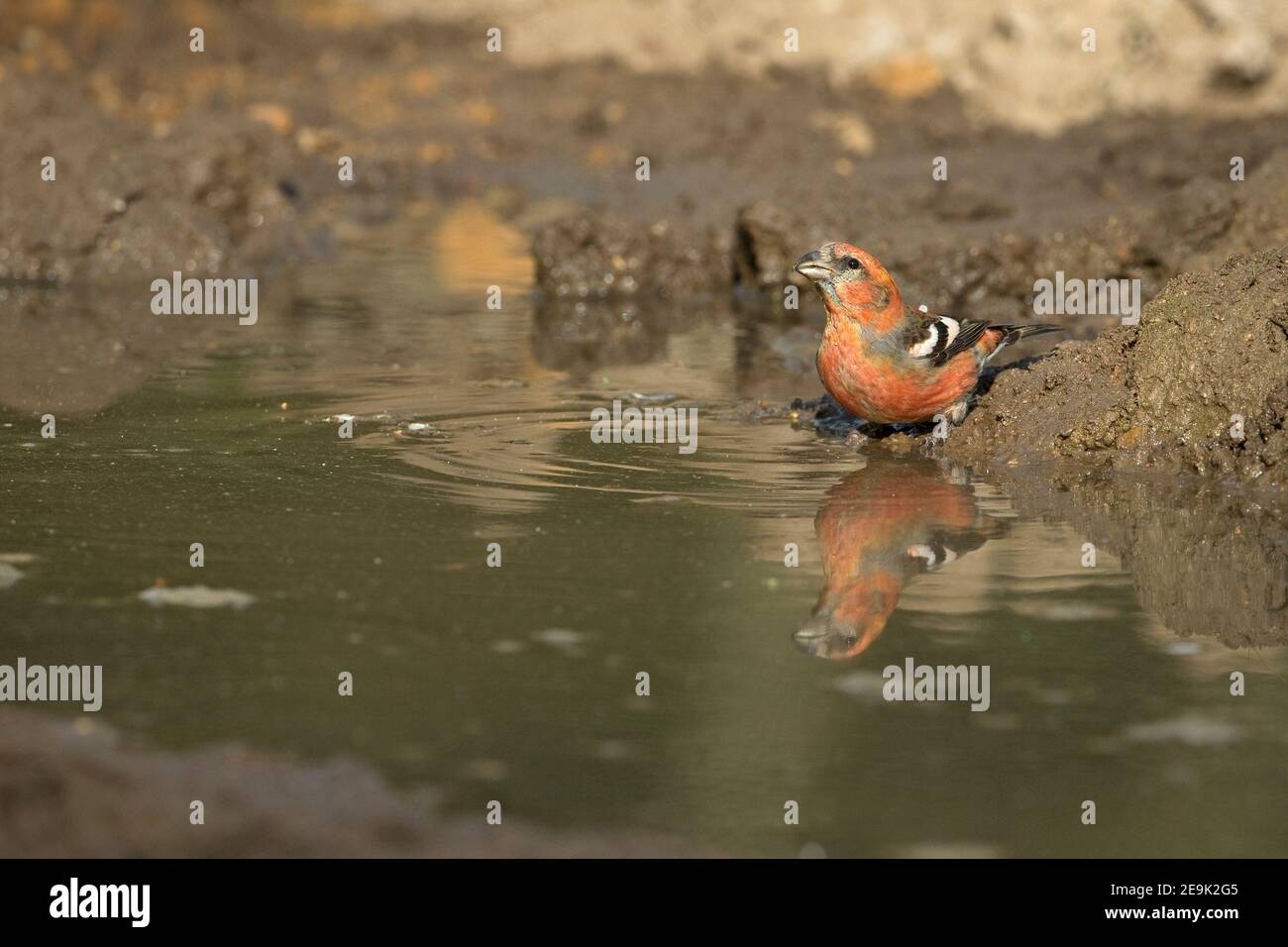 Arboretum norwich -Fotos und -Bildmaterial in hoher Auflösung – Alamy