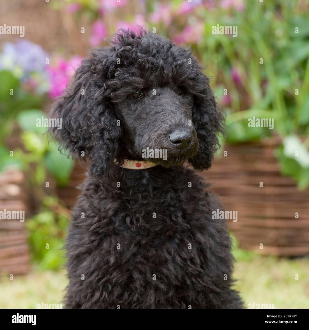 Sitting black poodle puppy -Fotos und -Bildmaterial in hoher Auflösung ...