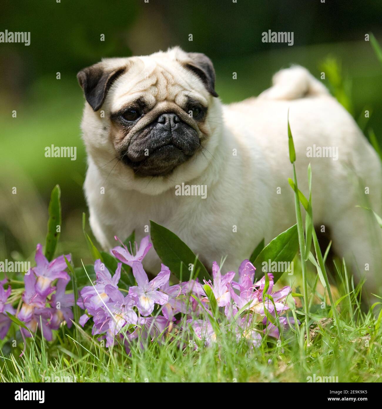 Stehender mops -Fotos und -Bildmaterial in hoher Auflösung – Alamy