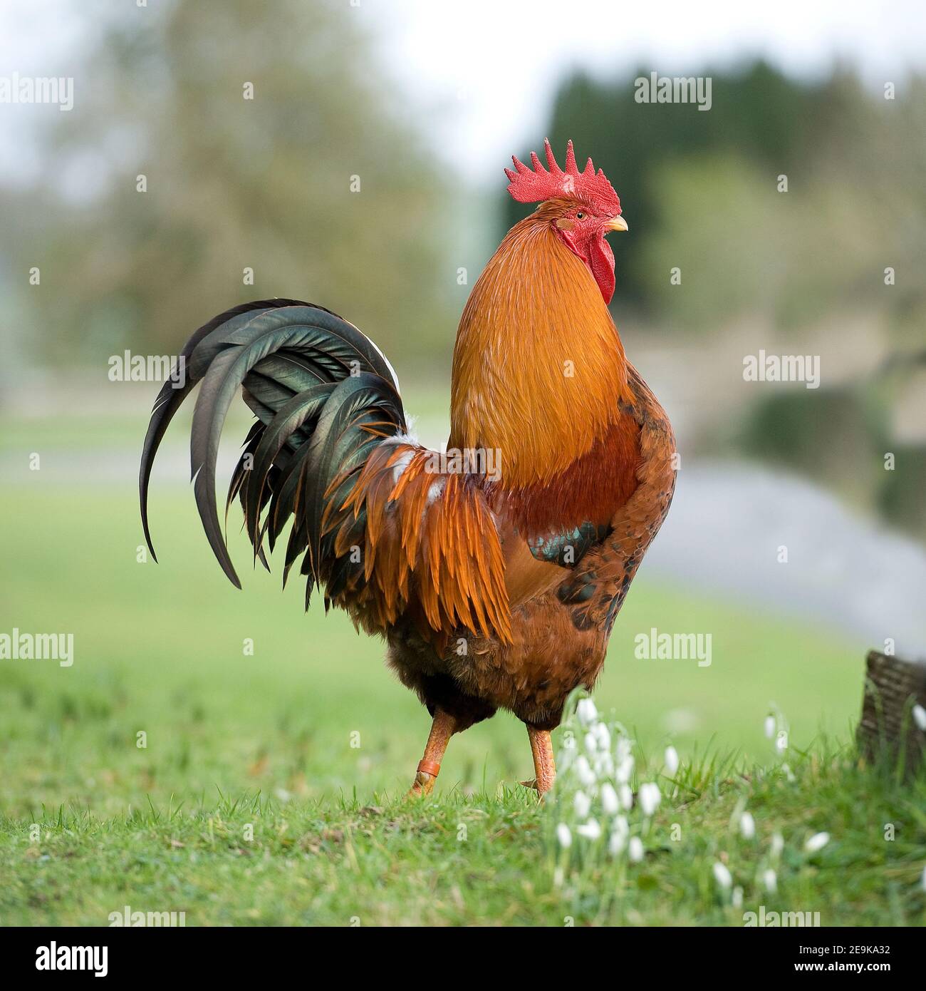 Hahn krähen -Fotos und -Bildmaterial in hoher Auflösung – Alamy