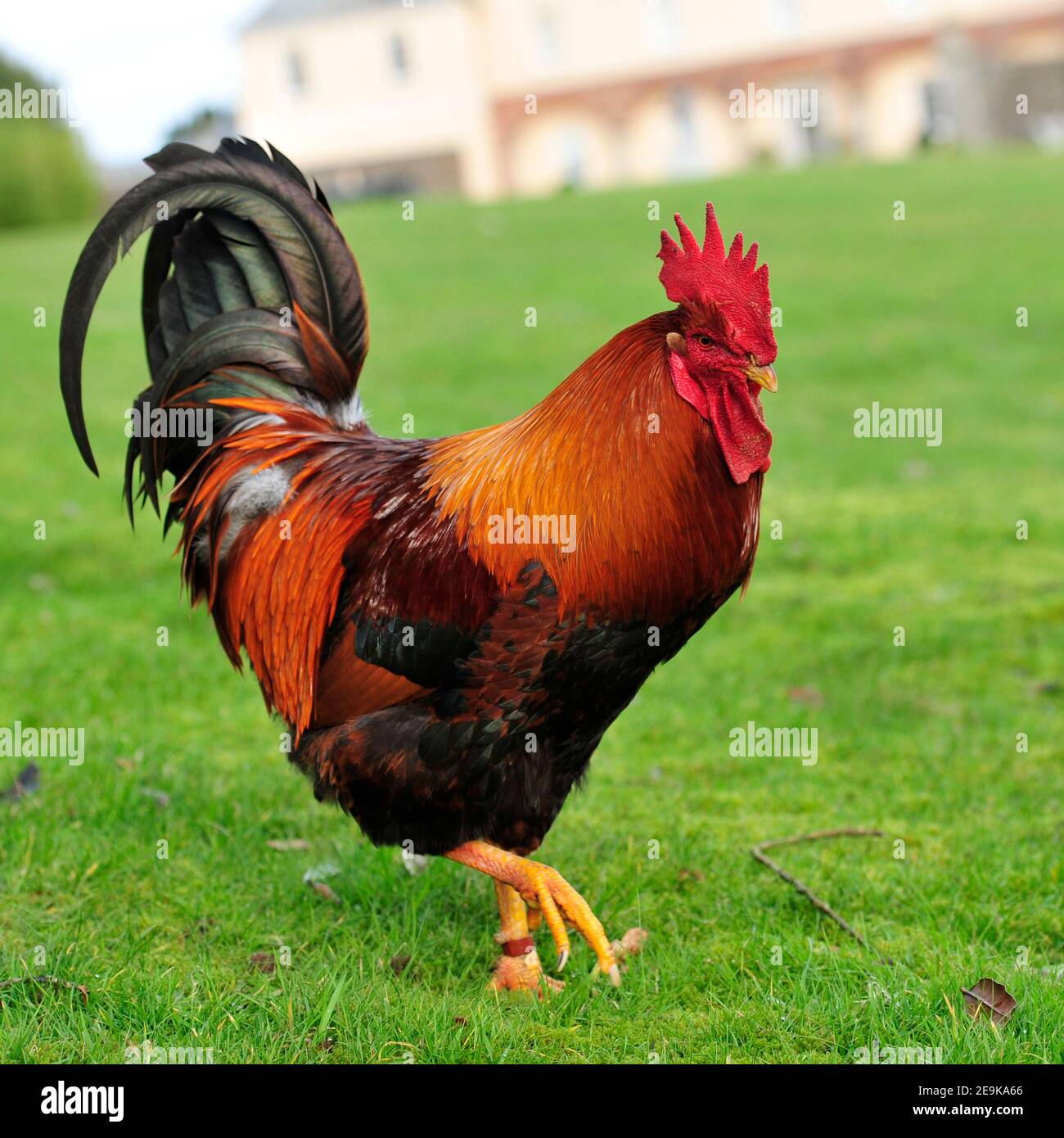 Freilandhahn huhn stolzieren -Fotos und -Bildmaterial in hoher ...