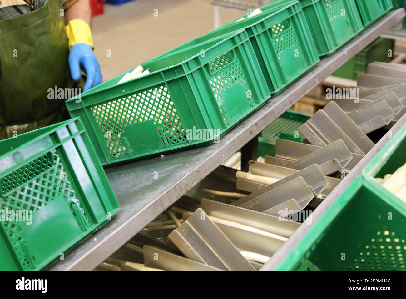Spargel sortieren -Fotos und -Bildmaterial in hoher Auflösung – Alamy