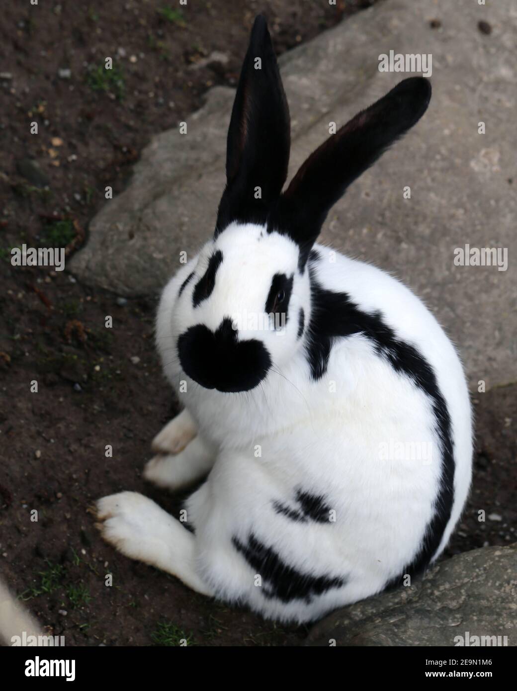 Schwarz weiß kaninchen -Fotos und -Bildmaterial in hoher Auflösung – Alamy