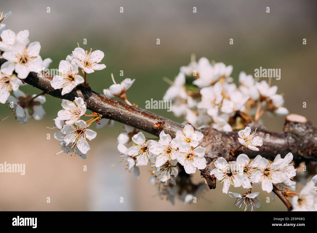 Junge frühling -Fotos und -Bildmaterial in hoher Auflösung – Alamy