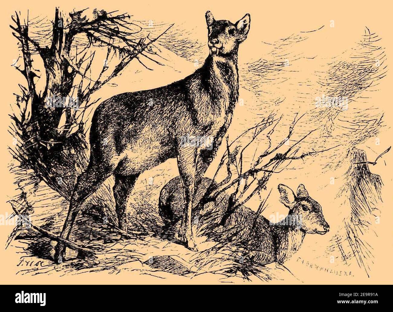 Moschus moschiferus -Fotos und -Bildmaterial in hoher Auflösung – Alamy