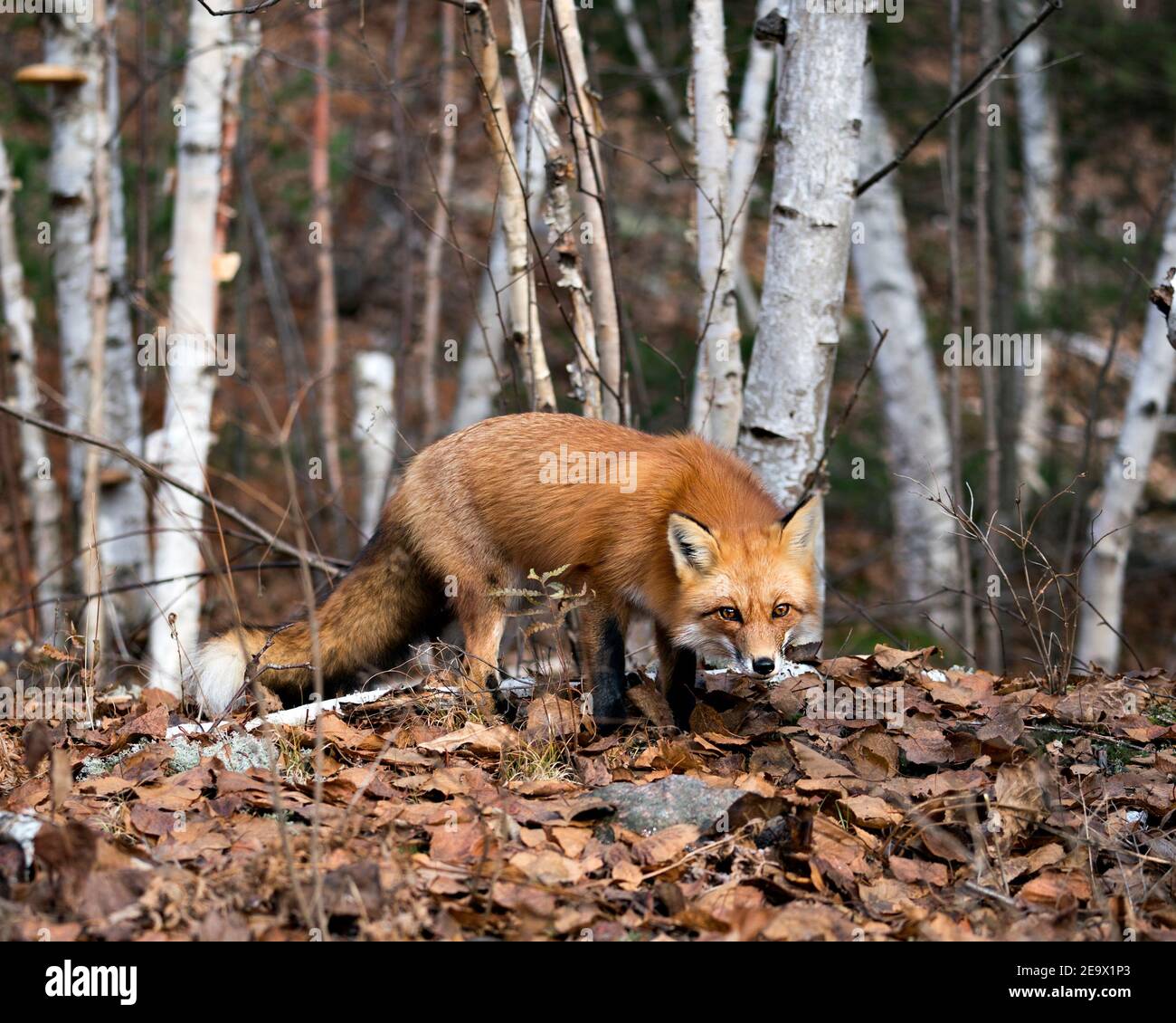 Rotfuchs Bilderbuch Bild Stockfotos und -bilder Kaufen - Alamy