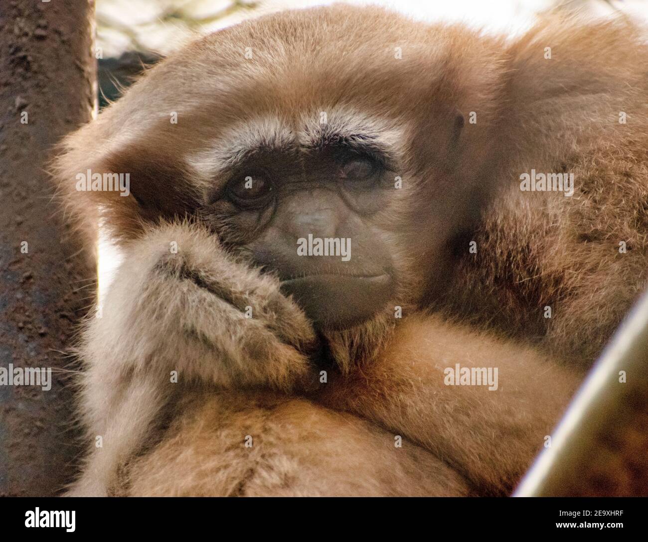 Niedliche tierkarikatur des affen -Fotos und -Bildmaterial in hoher ...