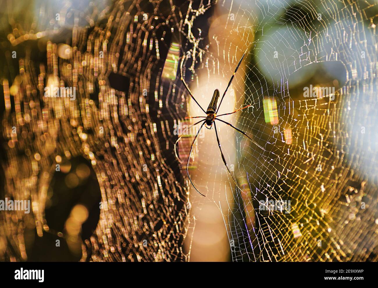 Web Spinnennetz Stockfotos und -bilder Kaufen - Alamy