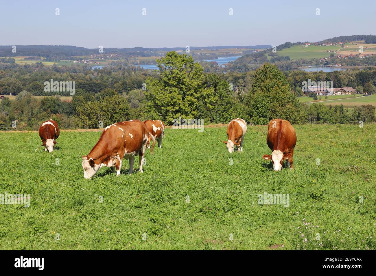Rinder weiden auf einer Wiese am Waginger See Stockfotografie - Alamy