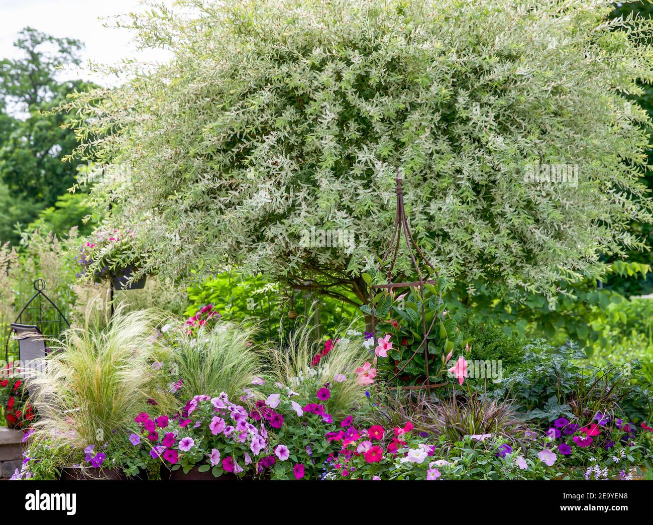 Catmint roses -Fotos und -Bildmaterial in hoher Auflösung – Alamy