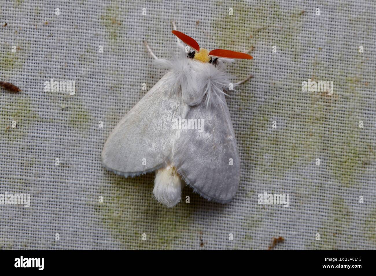 Rote antennen -Fotos und -Bildmaterial in hoher Auflösung – Alamy