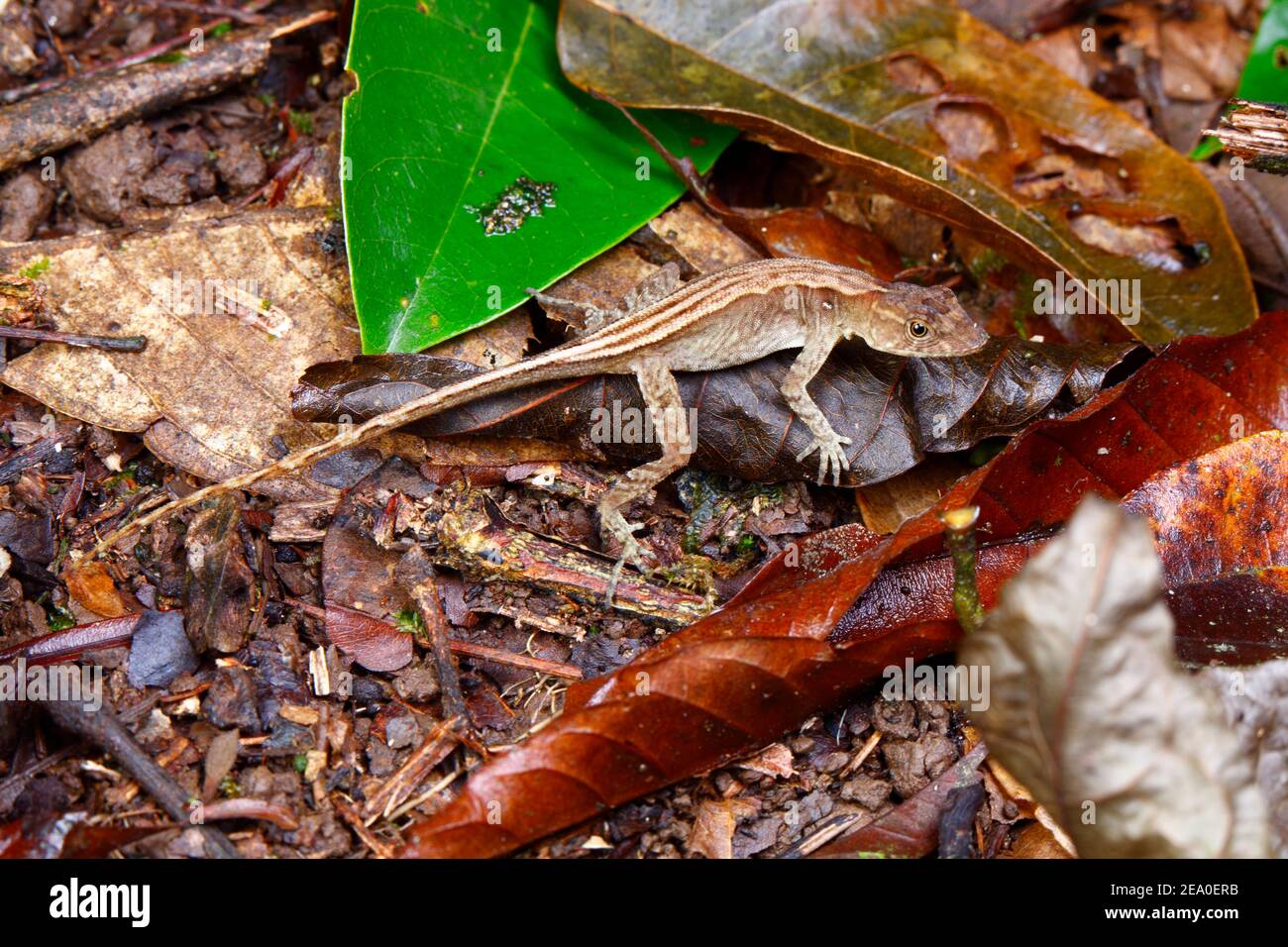 Norops humilis -Fotos und -Bildmaterial in hoher Auflösung – Alamy