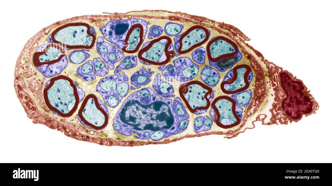 Peripheral nerves -Fotos und -Bildmaterial in hoher Auflösung – Alamy