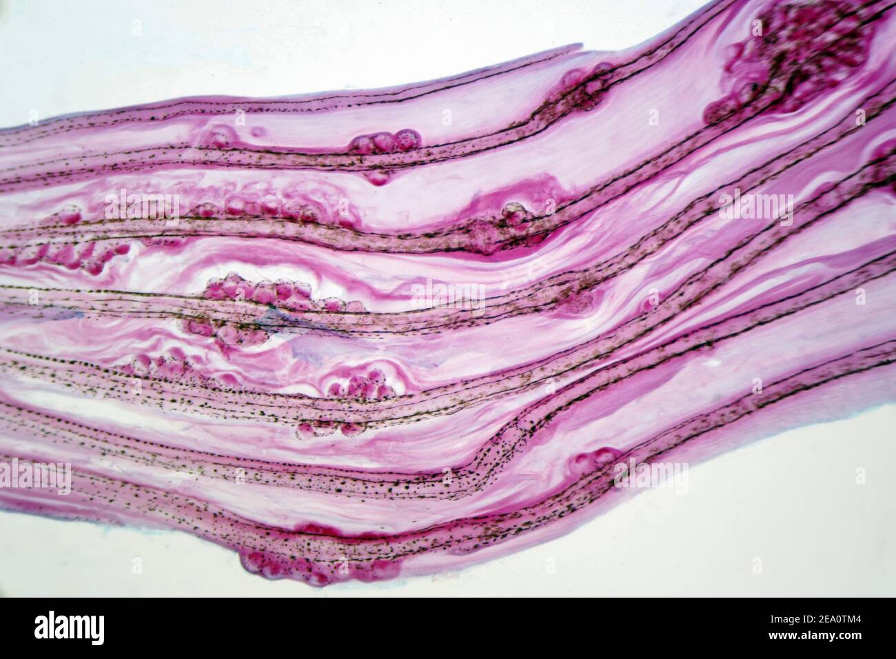 Parasiten wurm fisch -Fotos und -Bildmaterial in hoher Auflösung – Alamy