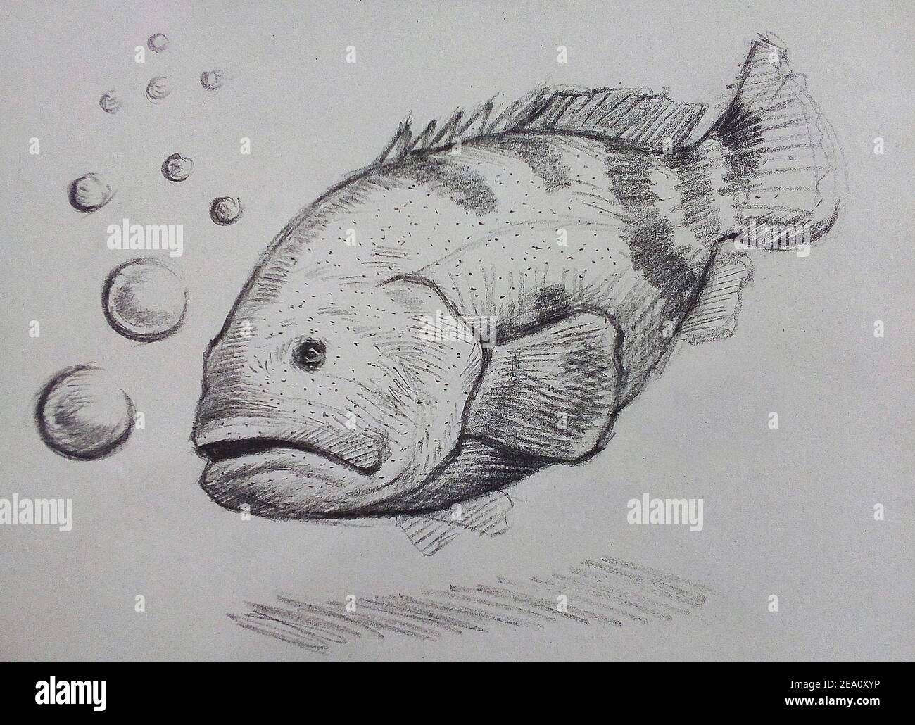Kunstzeichnung, Sketch, Out Line, Fisch Stockfotografie - Alamy