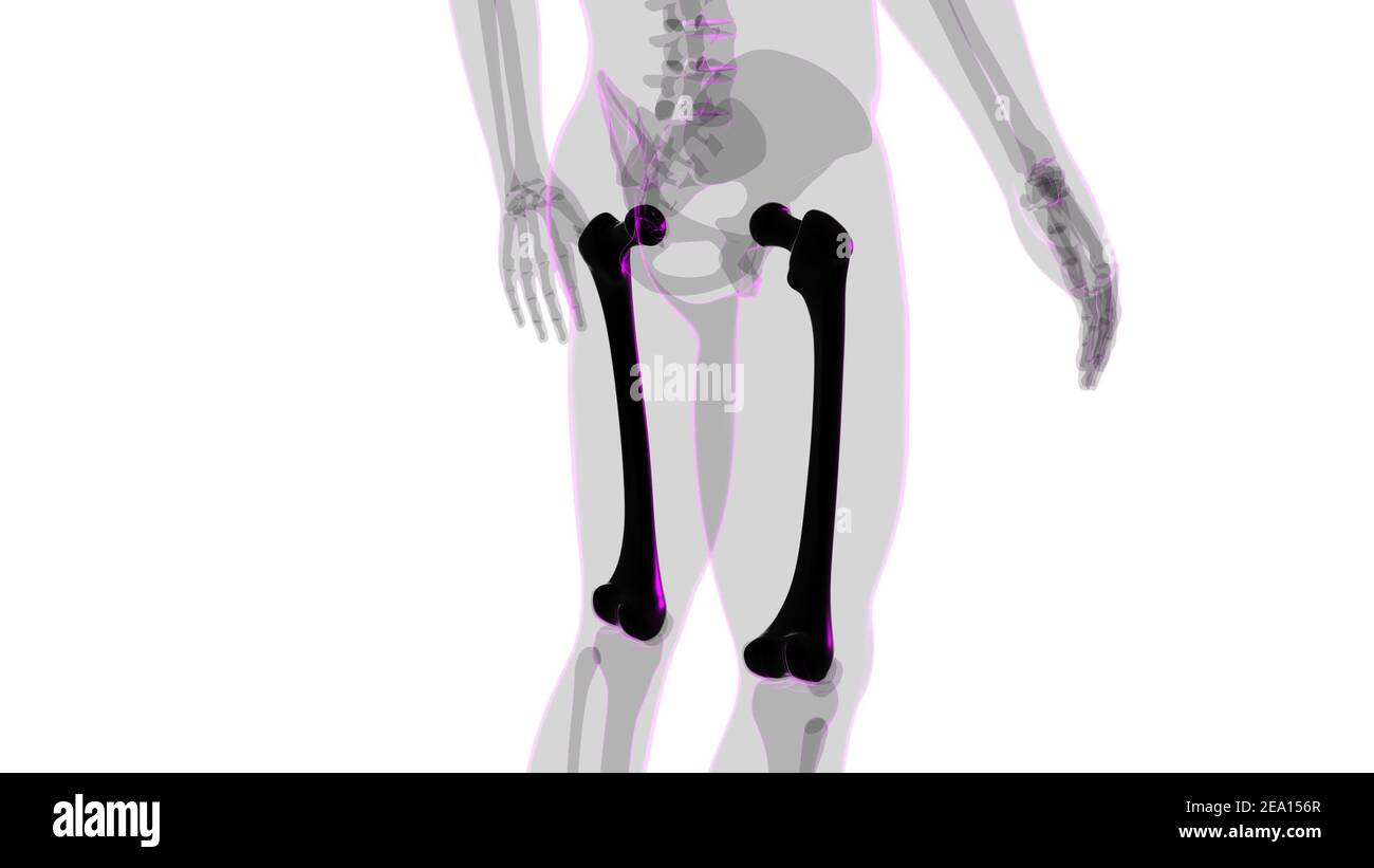Menschliche Skelett Anatomie Femur Knochen 3D Rendering für ...