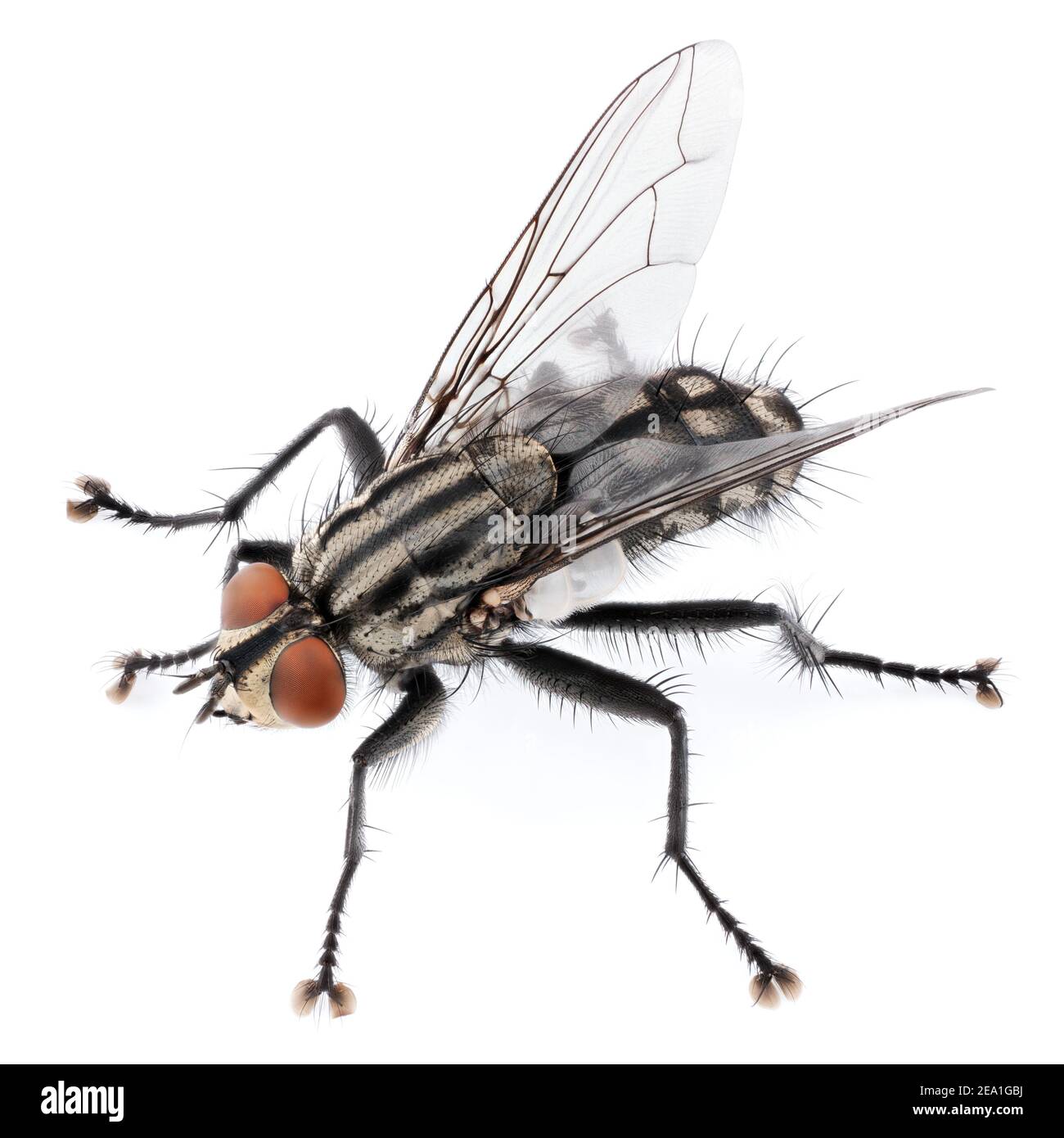Fliege gadfly -Fotos und -Bildmaterial in hoher Auflösung – Alamy