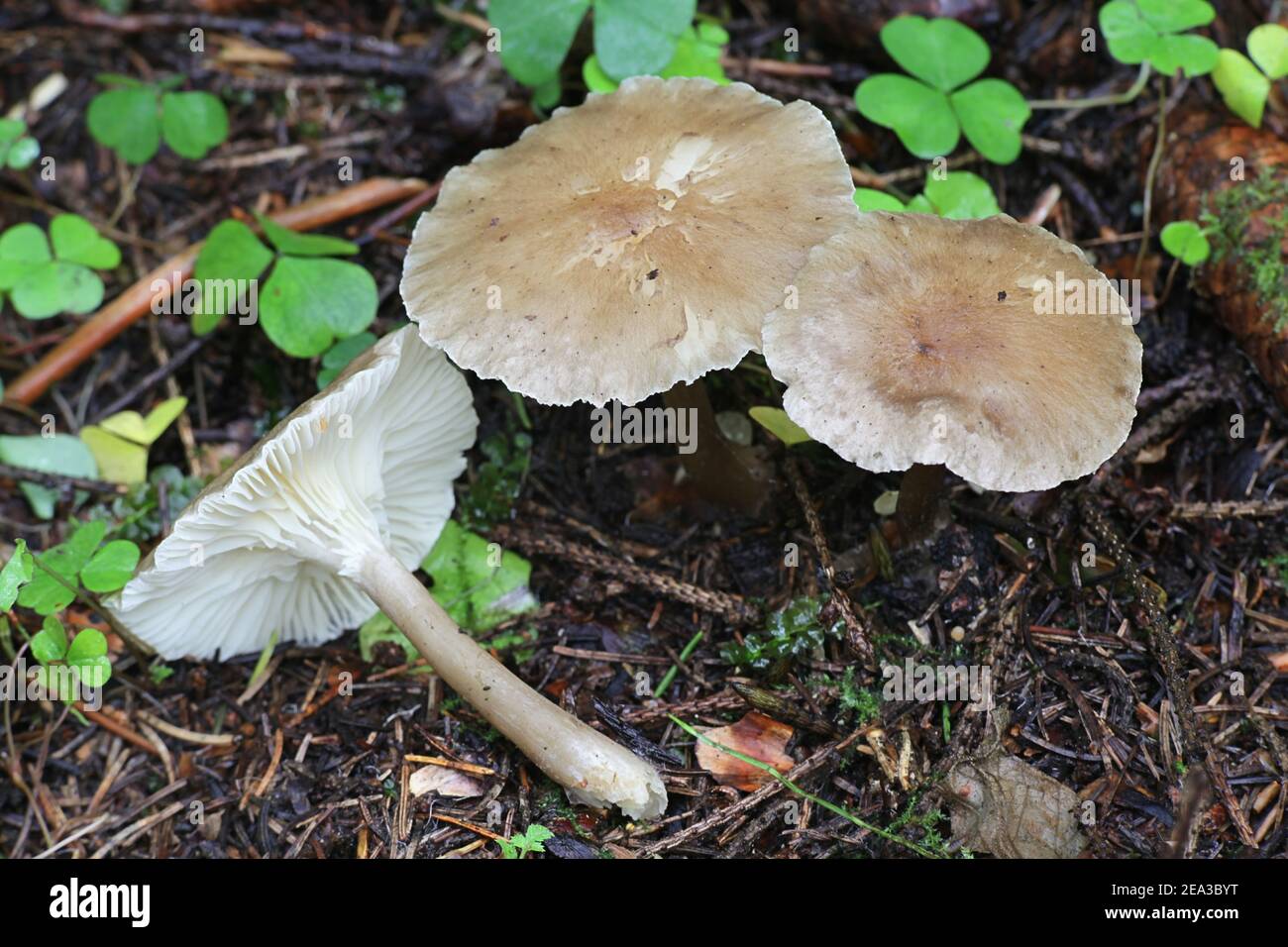 Clitocybe clavipes pilze -Fotos und -Bildmaterial in hoher Auflösung ...