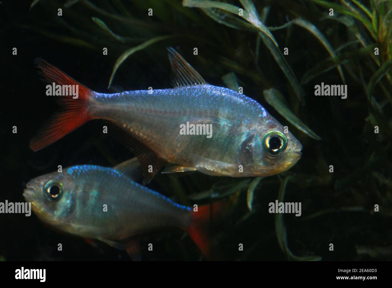 Kolumbianischer Rotfin-Tetra, Hyphessobrycon colombianus ...
