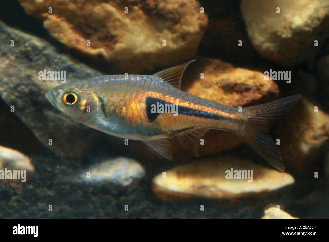 Lambchop rasbora trigonostigma espei -Fotos und -Bildmaterial in hoher ...