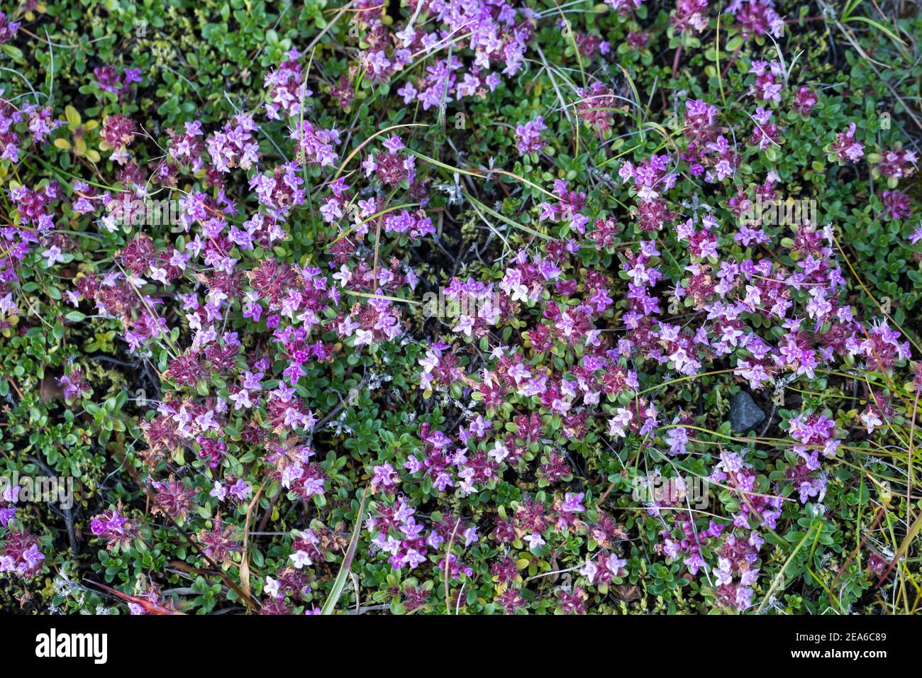 Thymus praecox arcticus -Fotos und -Bildmaterial in hoher Auflösung – Alamy