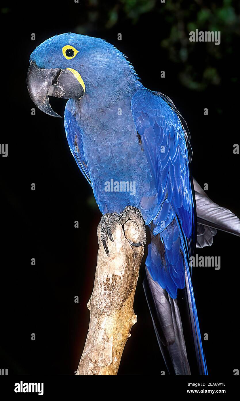 Der Hyazinthara (Anodorhynchus hyazinthus) oder hyazinthara ist ein ...